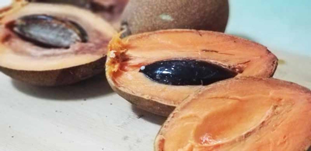 Mamey Milkshake. Ingredients and Preparations | Cuban Recipes