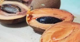 Mamey Milkshake. Ingredients and Preparations | Cuban Recipes